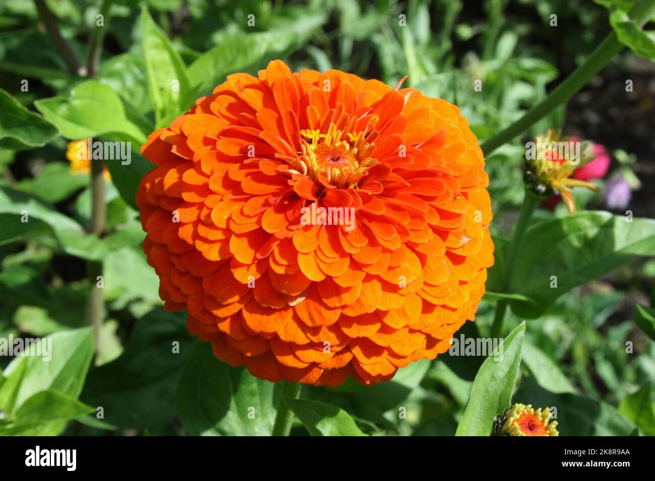 Orange king flower hi-res stock photography and images - Alamy