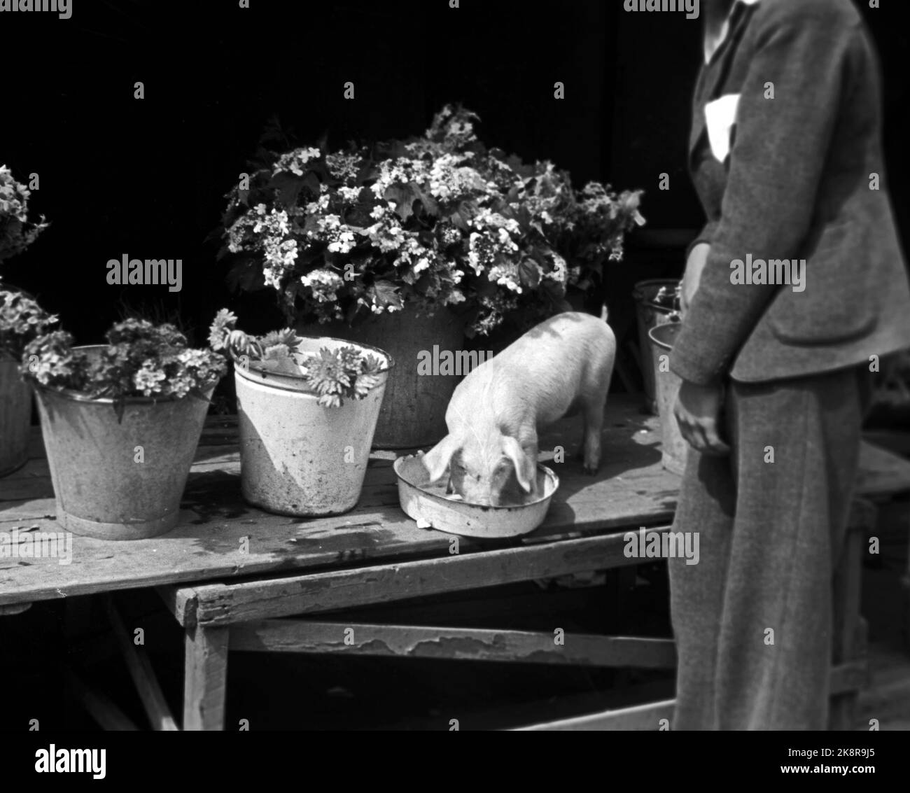 Norwegians ww2 hi-res stock photography and images - Alamy