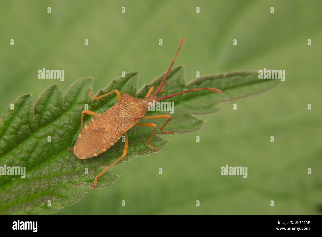 Detailed close up of a brown adult box bug , Gonocerus acuteangulatus ...