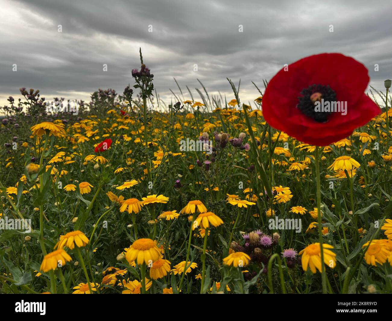 A beautiful shot of a field full of colorful poppies under the clouds ...