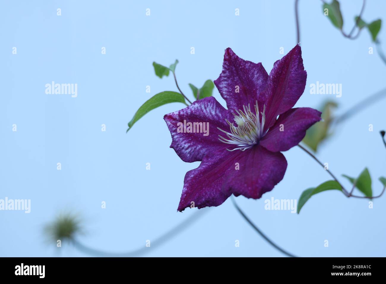 A closeup of an Asian clematis (Clematis florida) on the blue ...