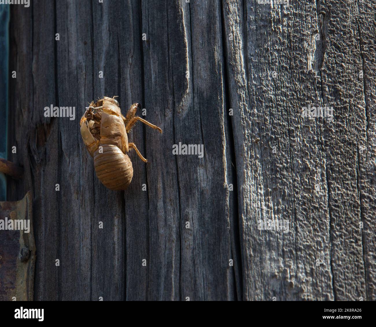 A closeup shot of disgusting exoskeletons of unknown insects on a tree ...