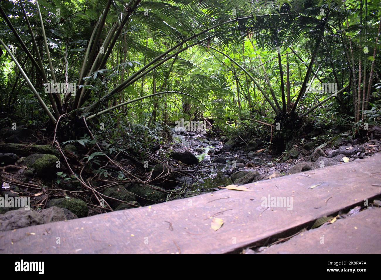 Beautiful shot of narrow muddy path with boardwalk surrounded by green ...