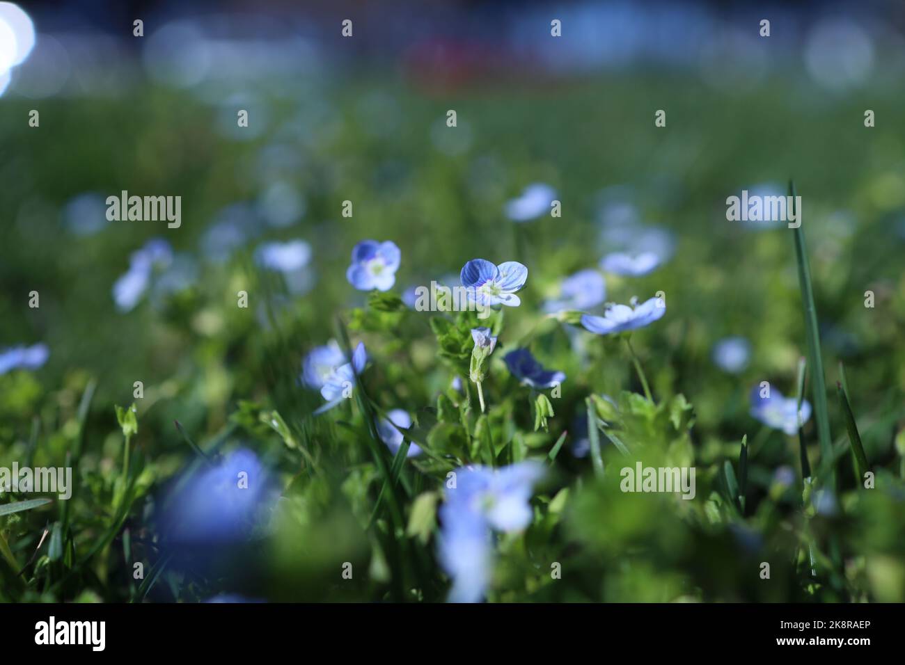 A closeup shot of blooming blue wildflowers on a field Stock Photo - Alamy