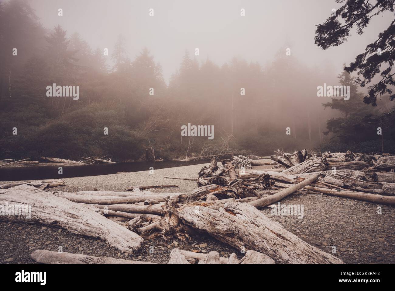 Scattered uneven tree logs by green forests on a foggy day in Olympic ...