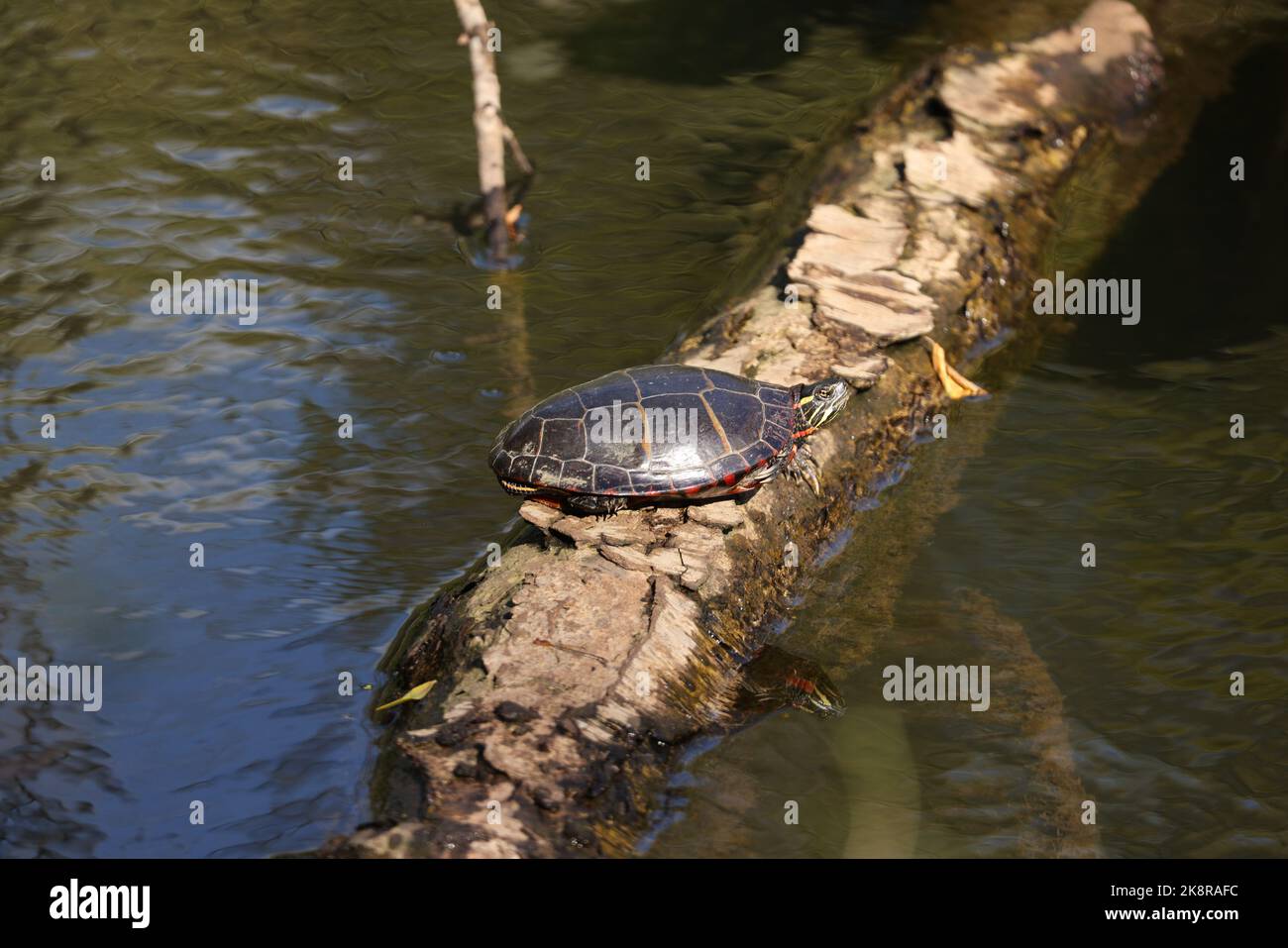 Shot turtle on log hi-res stock photography and images - Alamy