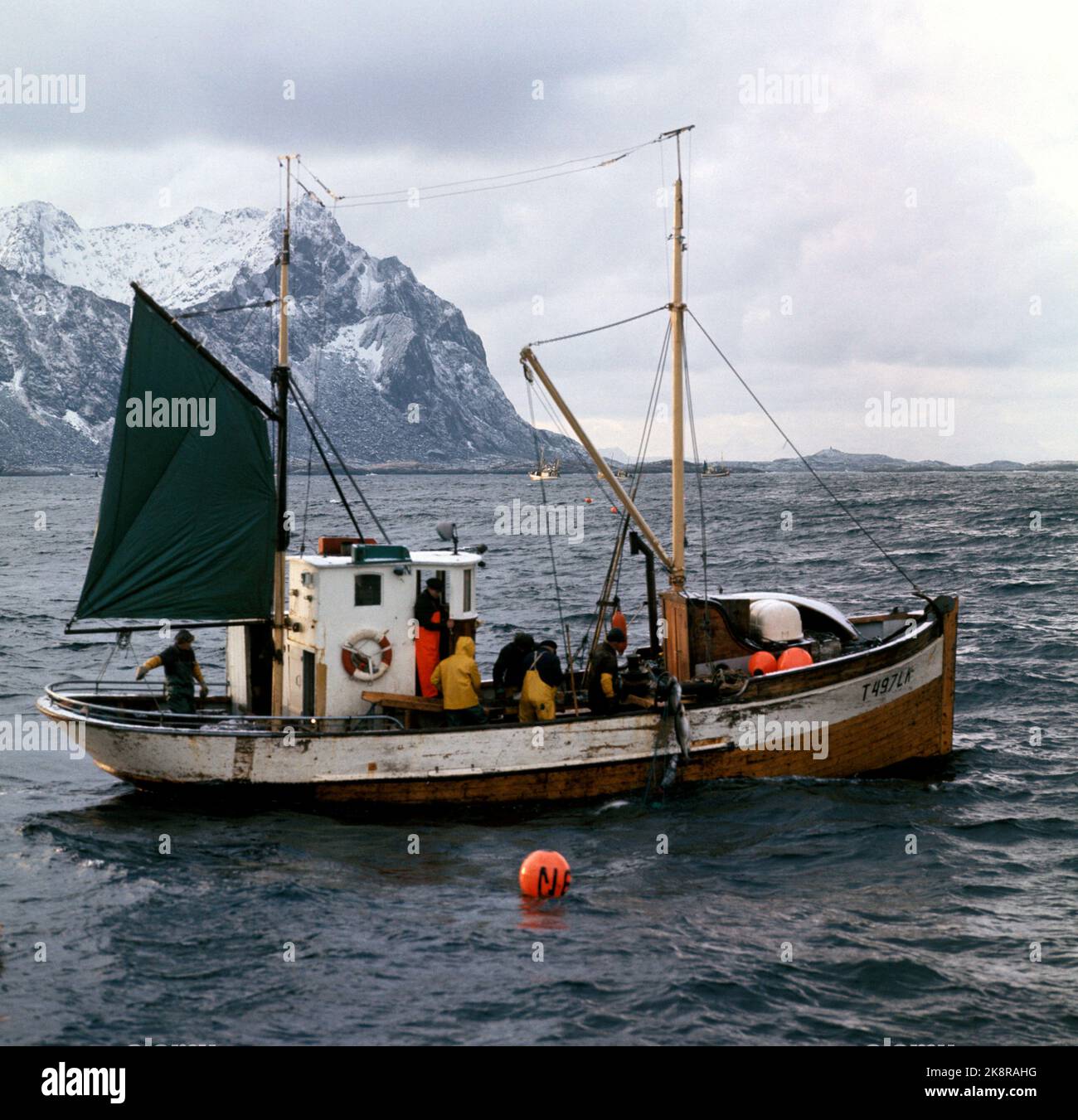 Lofoten 197204. Cod fishing / lofot fishing. Fishing skate on the ...