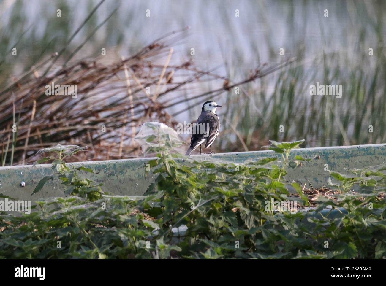 Portmore lough 2022 hi-res stock photography and images - Alamy