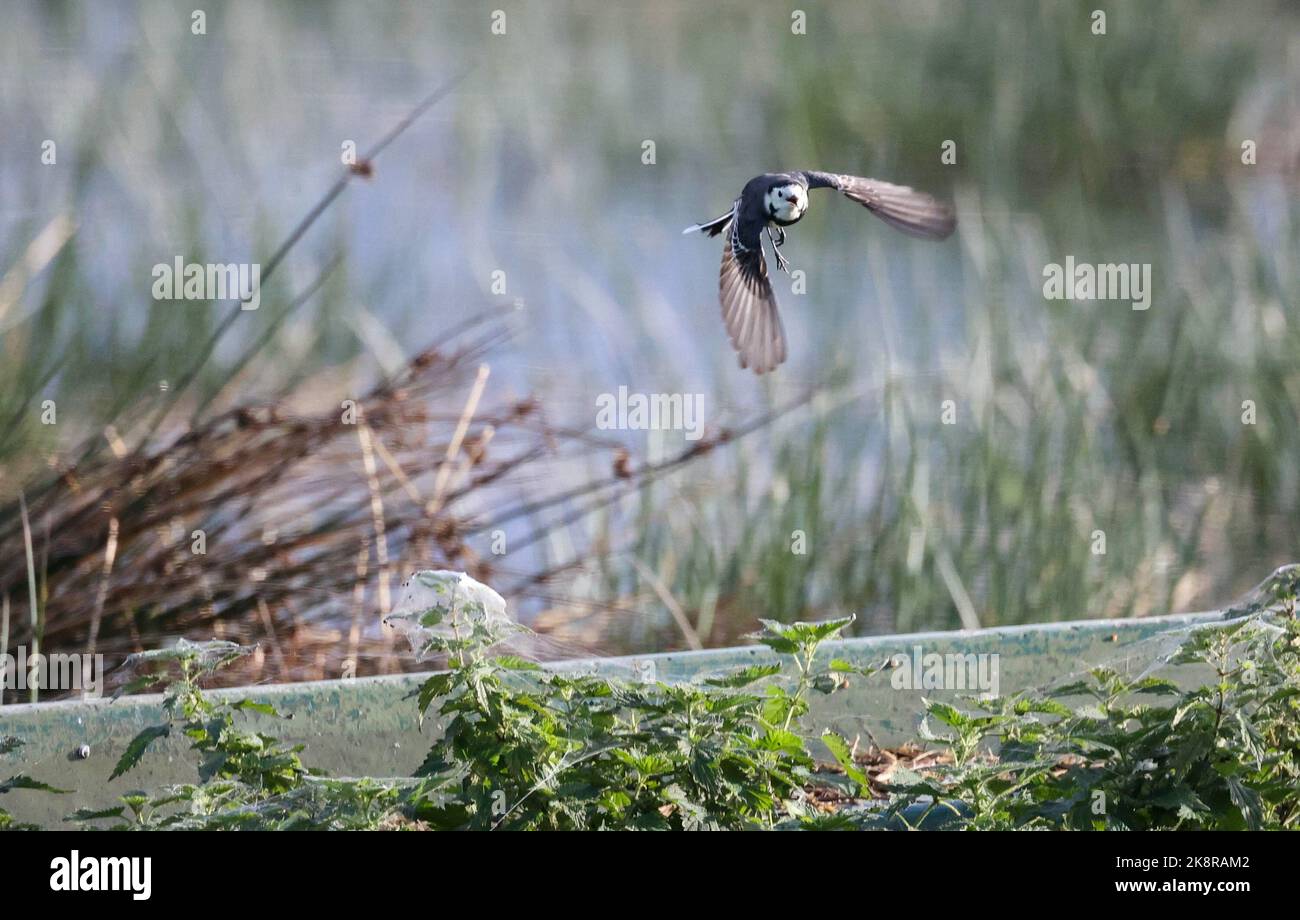 Portmore Lough, near Aghalee, County Antrim, Northern Ireland, UK. 24 ...