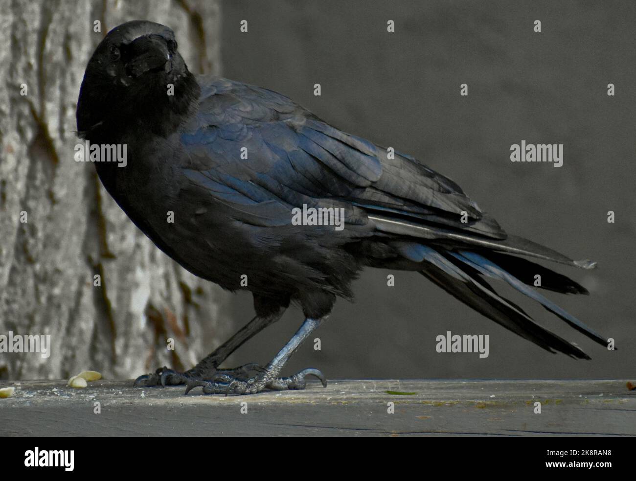 A closeup shot of a crow Stock Photo - Alamy