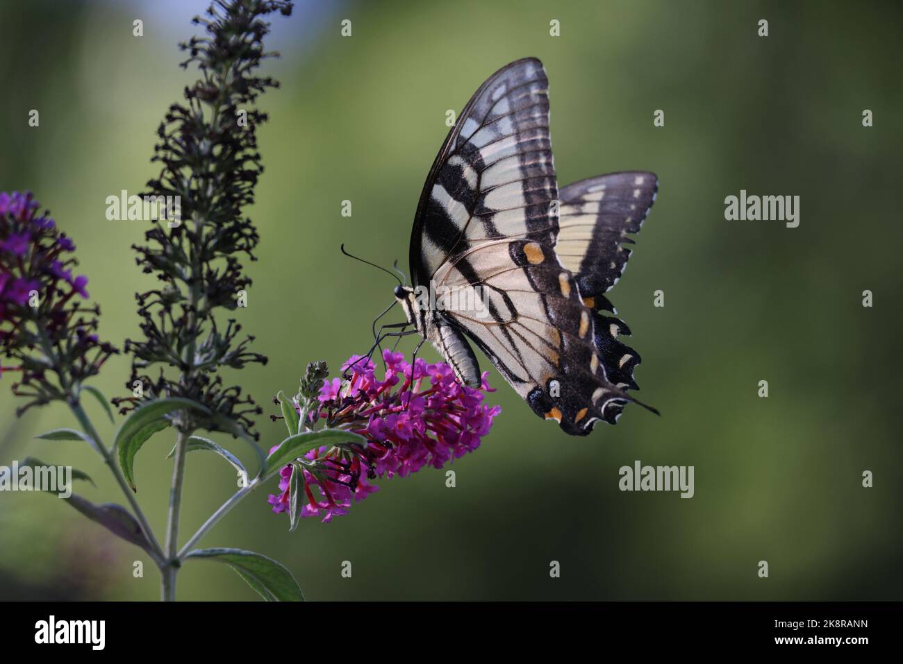 A closeup shot of a swallowtail butterfly on purple flowers Stock Photo ...