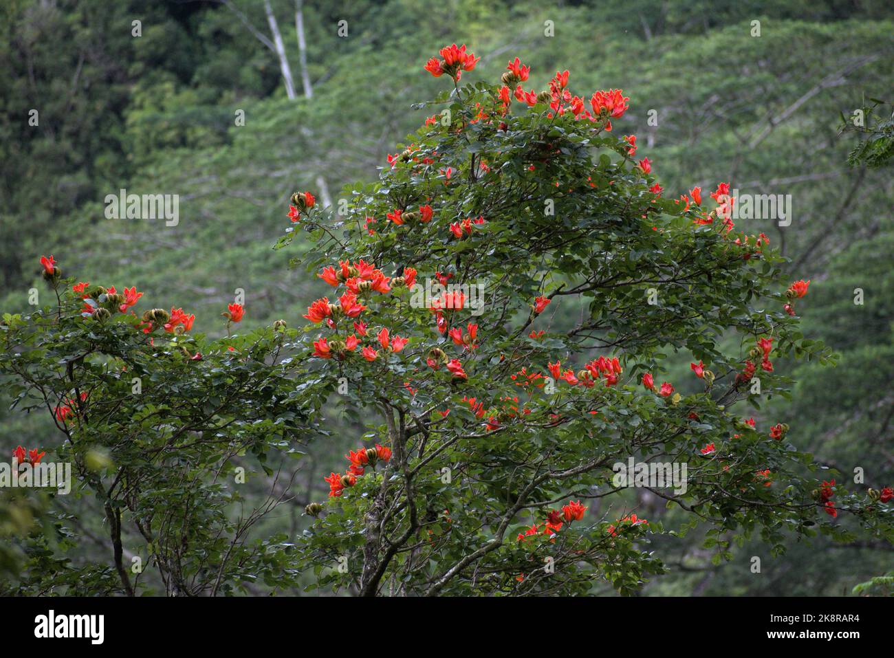 An invasive African tulip trees Spathodea campanulata with orange ...