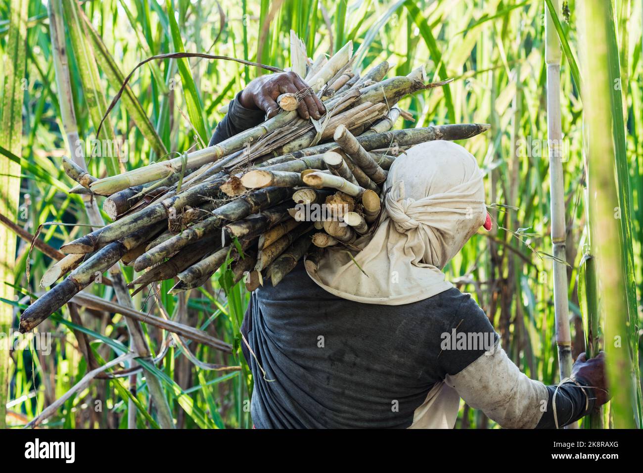 Carrying sugarcane hi-res stock photography and images - Alamy