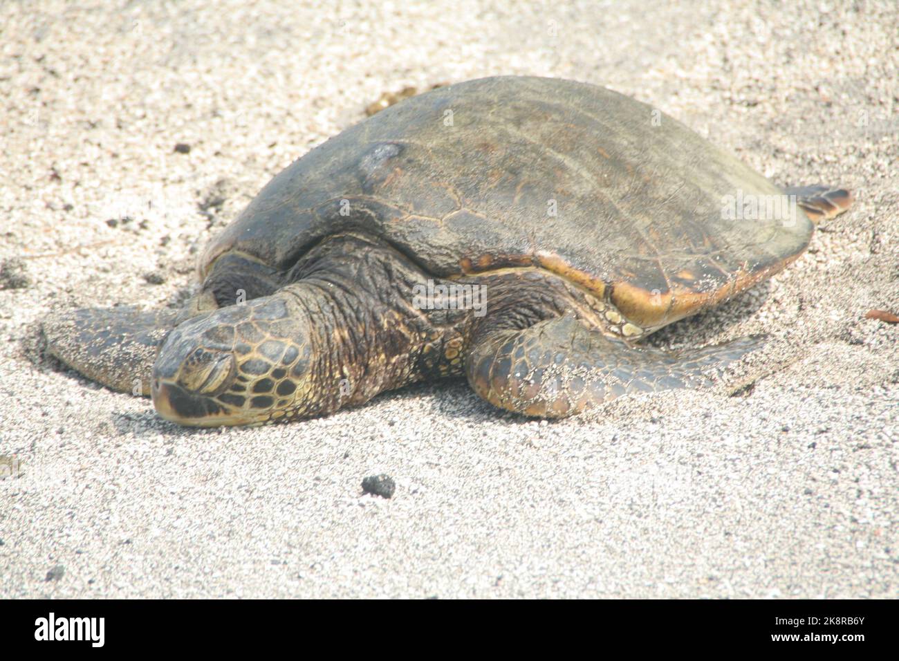 A beautiful shot of a large tortoise sleeping in the sand Stock Photo ...