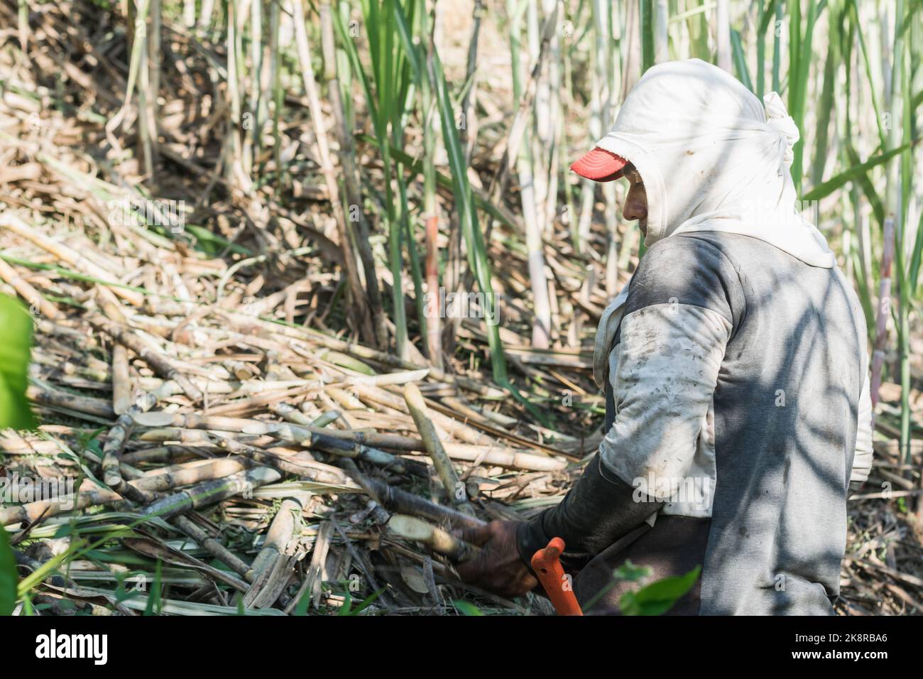 peasant man, latin farmer, in the middle of a sugar cane field ...
