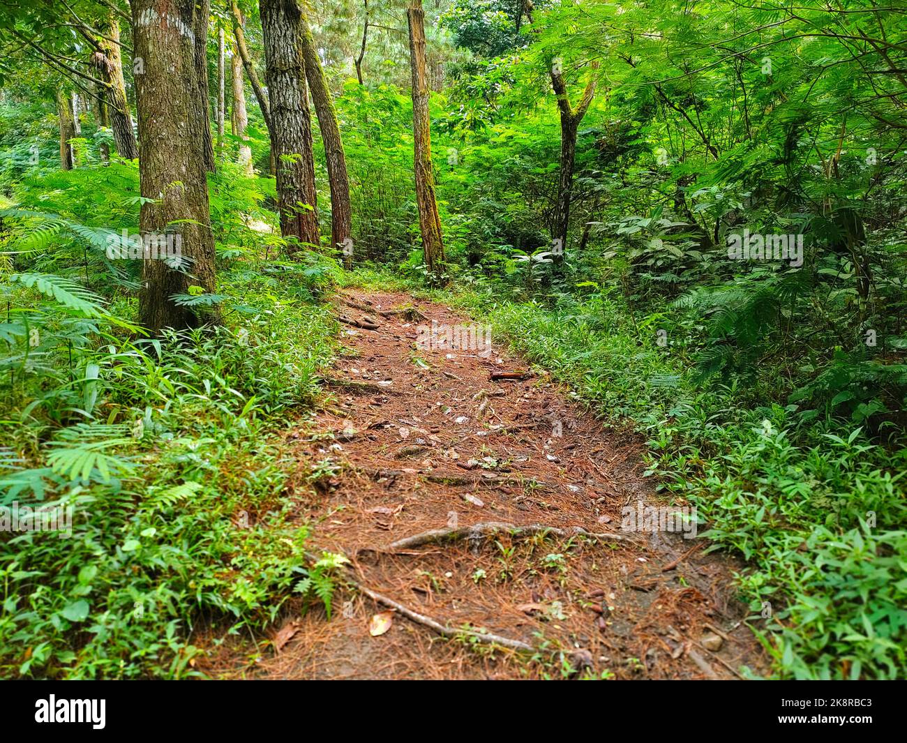 A path through the forest with greenery beside it during the day Stock ...