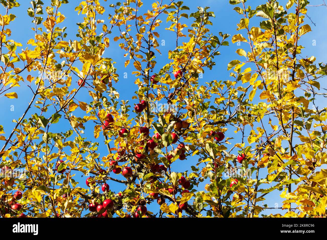 Blue sky with a apple tree and red apples Stock Photo - Alamy