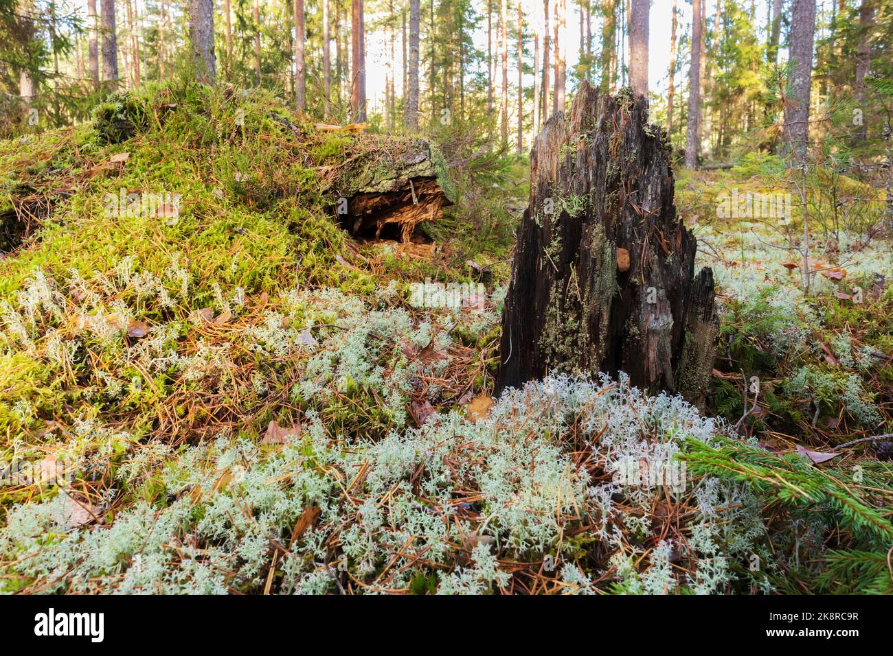 A broken off tree stump in the forest with gray and green moss and ...