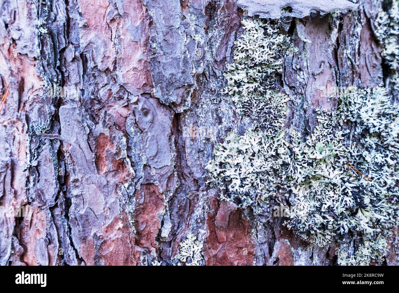 Brown pine tree bark with green moss on the right side Stock Photo - Alamy