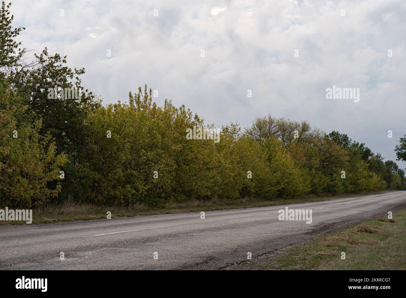 asphalt road with trees on the roadside, in autumn Stock Photo - Alamy