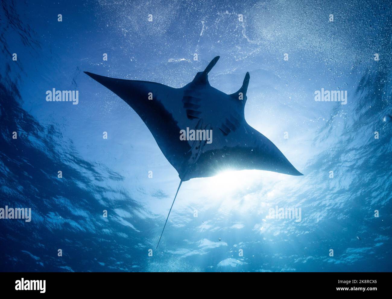 A low angle shot of a Manta ray fish in the clear sea under the bright ...