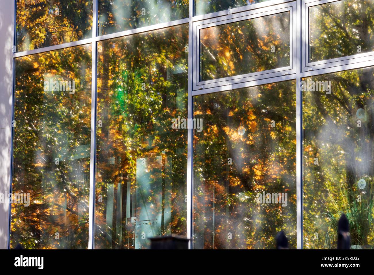 White window with reflection of autumn leaves and forest Stock Photo ...