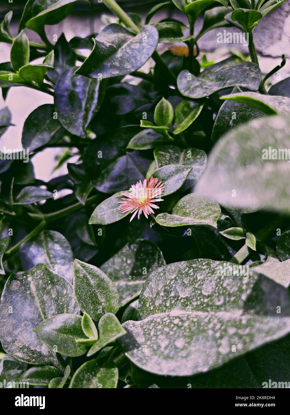 A vertical shot of a blooming pink Aptenia flower in a garden Stock ...