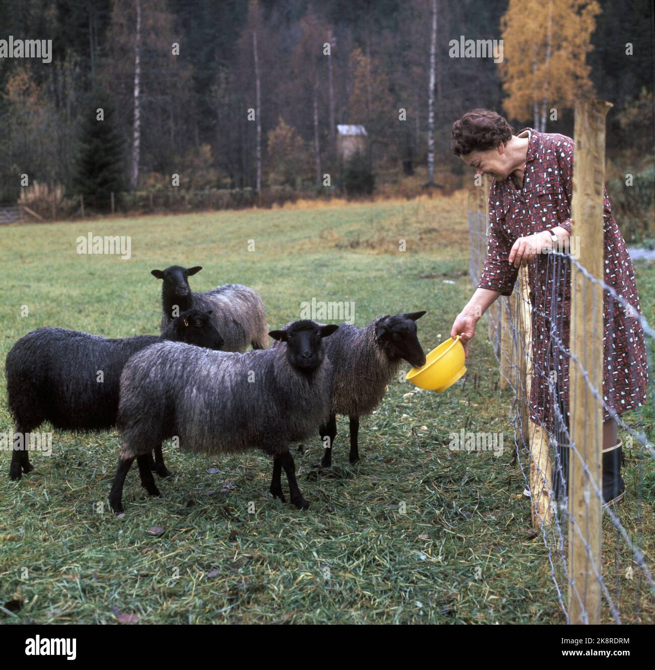 Hadeland 1975. A farmer's wife gives the sheep food. Older woman, black ...
