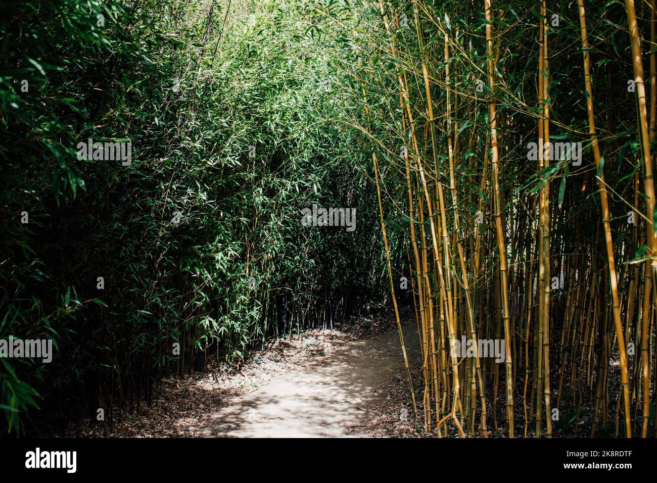 A clay way between dense Bamboo with shiny sunlight Stock Photo - Alamy
