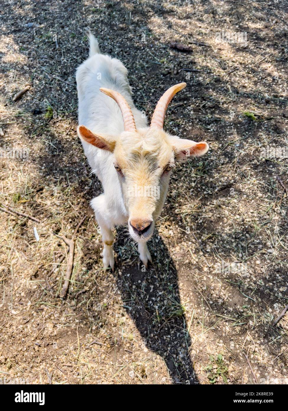 A vertical shot of a white domestic goat outdoors on a sunny day Stock ...