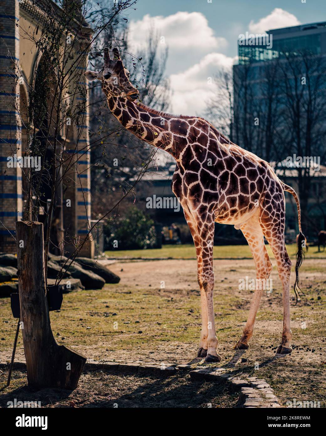 A vertical shot of a beautiful giraffe standing in a zoo Stock Photo ...