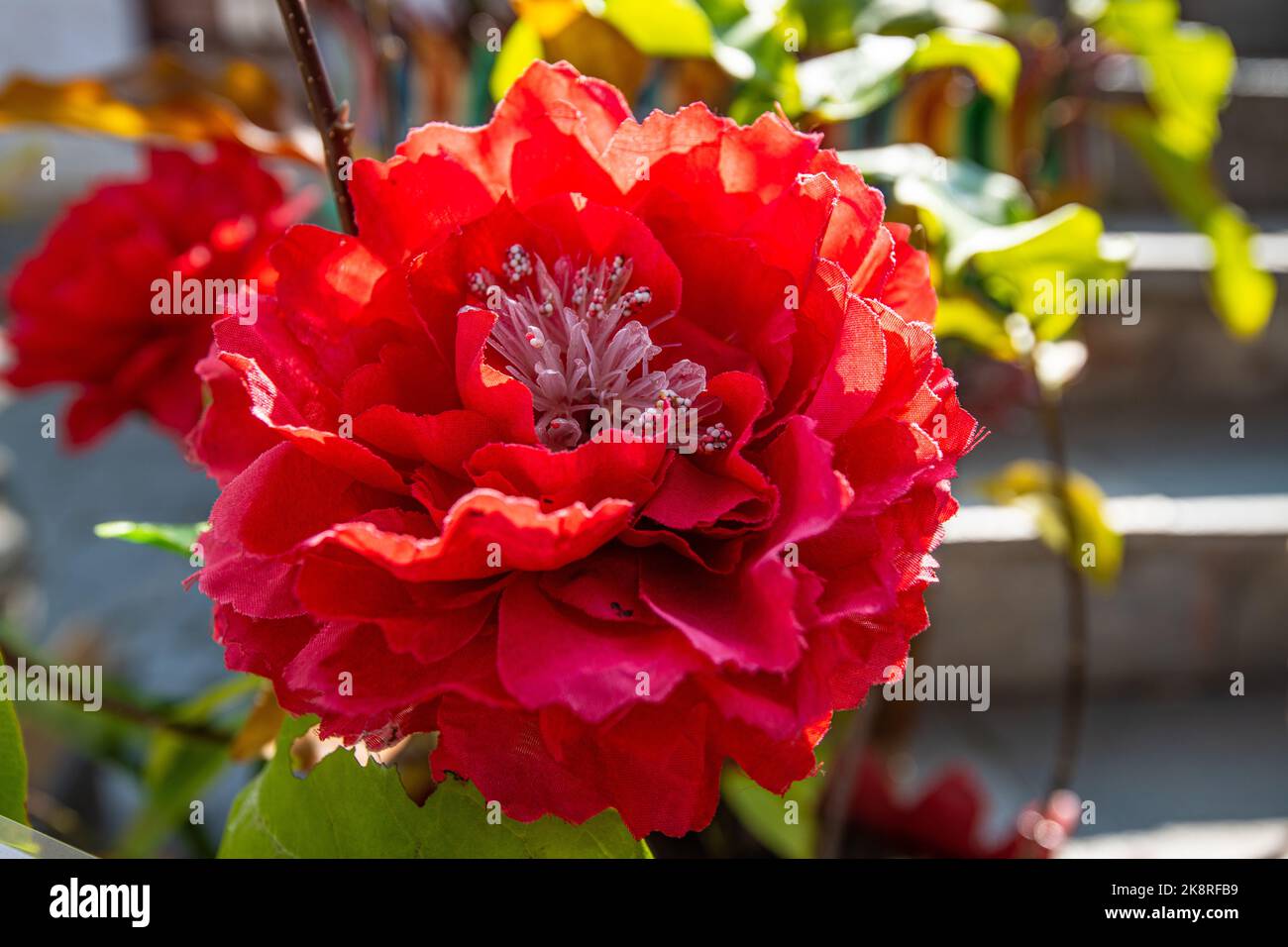 Red climbing rose hi-res stock photography and images - Alamy