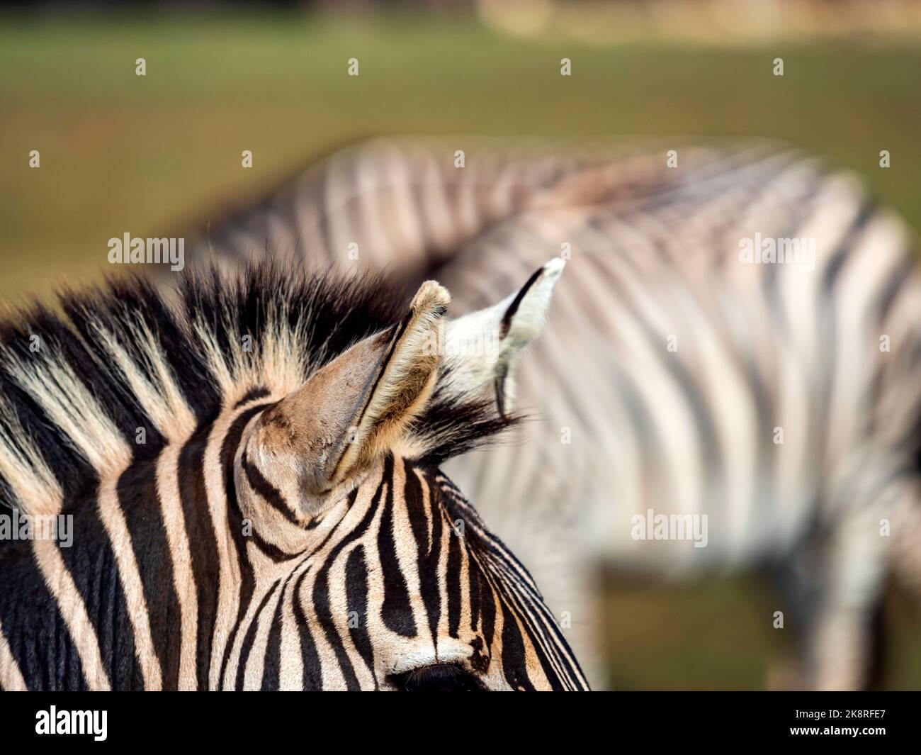 Zoo park brijuni hi-res stock photography and images - Alamy