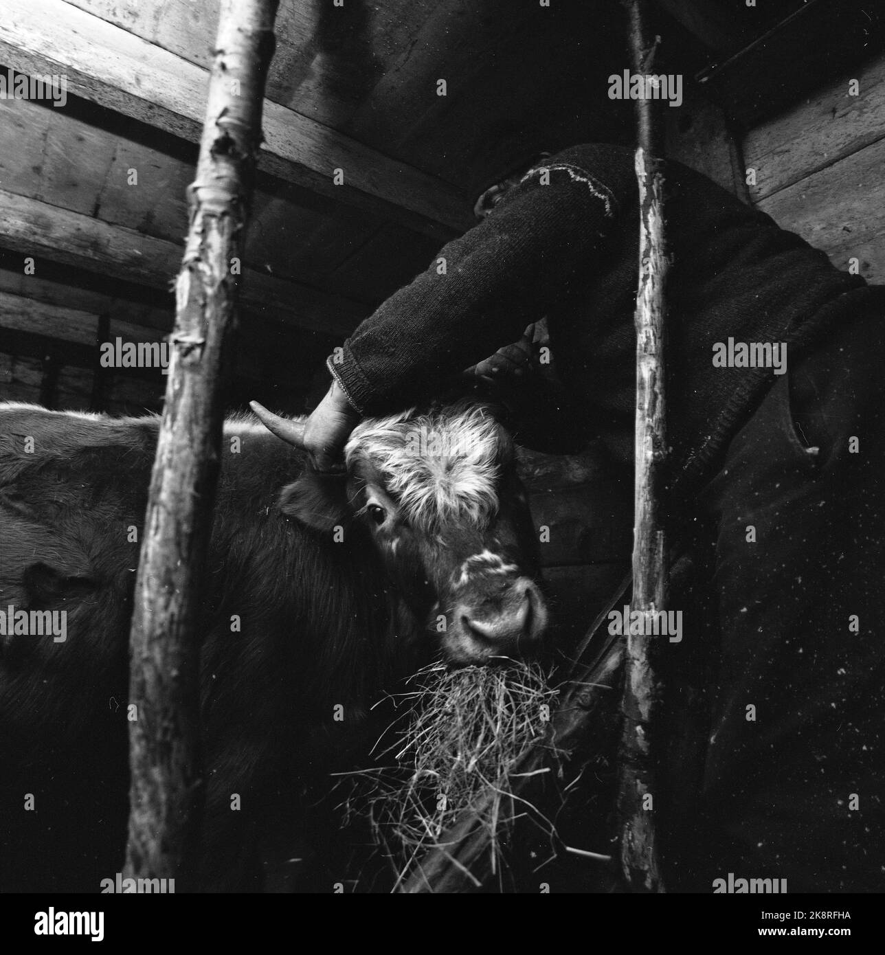 Argehovd north of Møsvatn, Hardangervidda. March 1966. Åsmund Løvås (84 ...