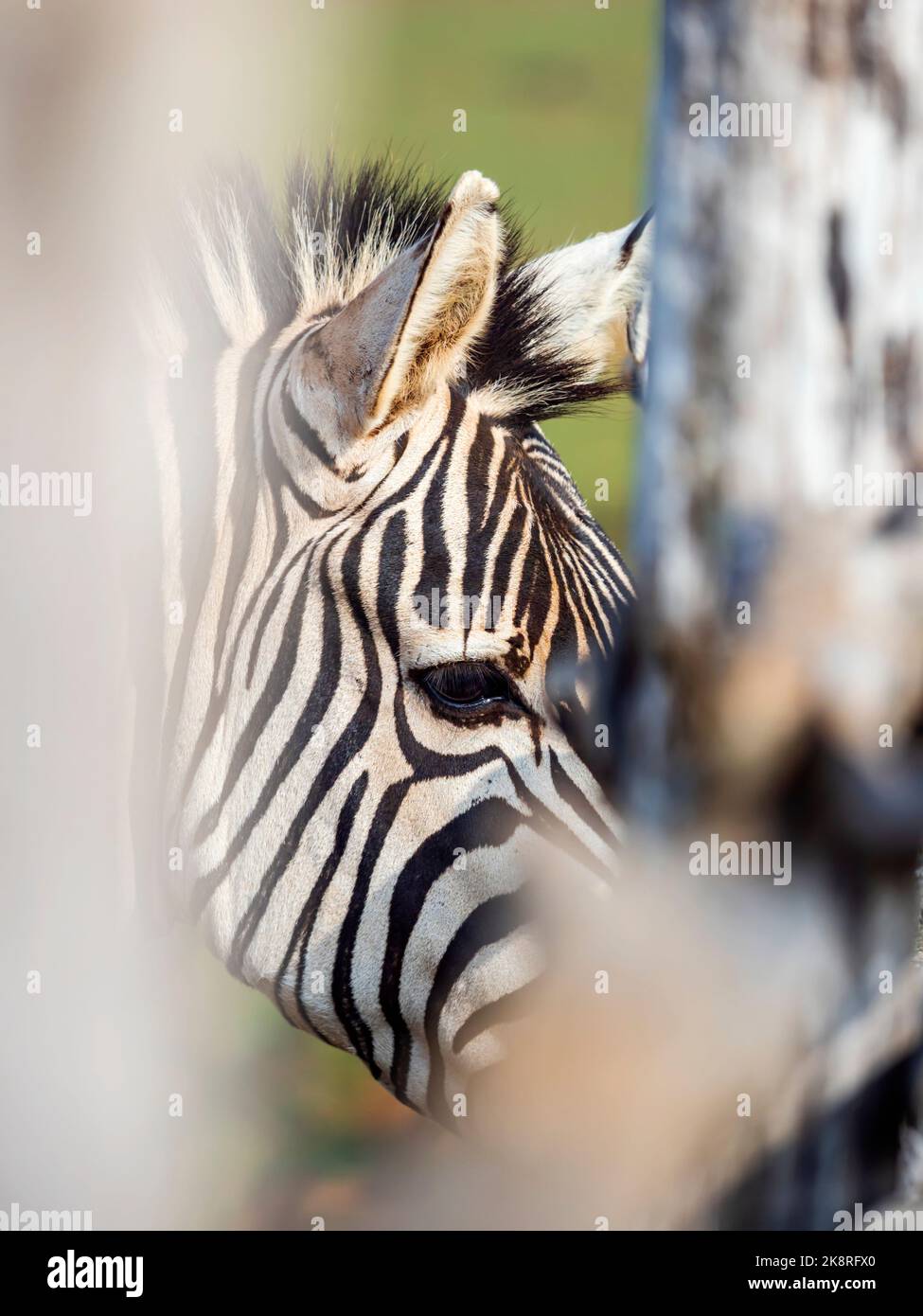 Zoo park brijuni hi-res stock photography and images - Alamy