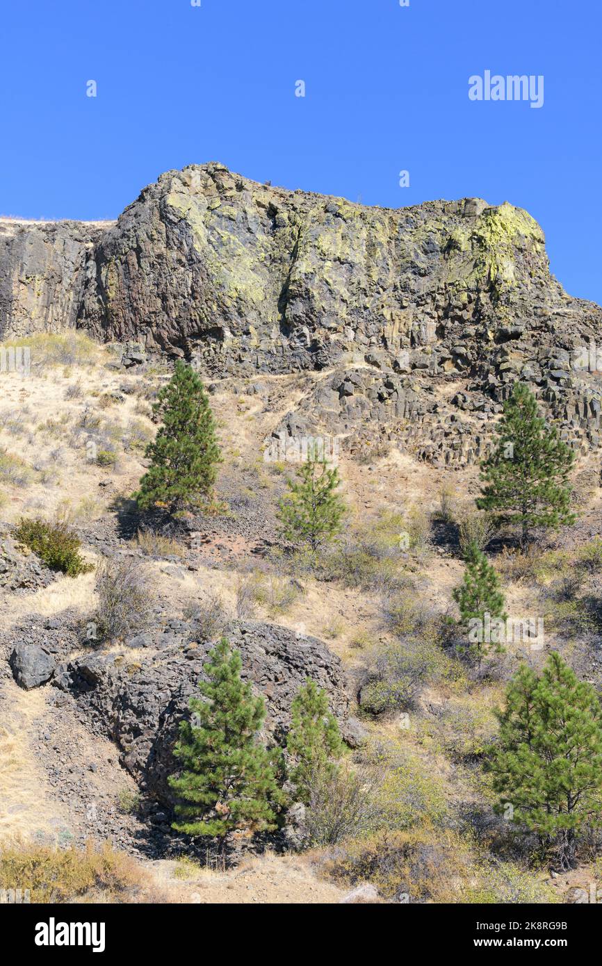 Green trees climb steep rocky basalt cliff in Central Washington Stock ...