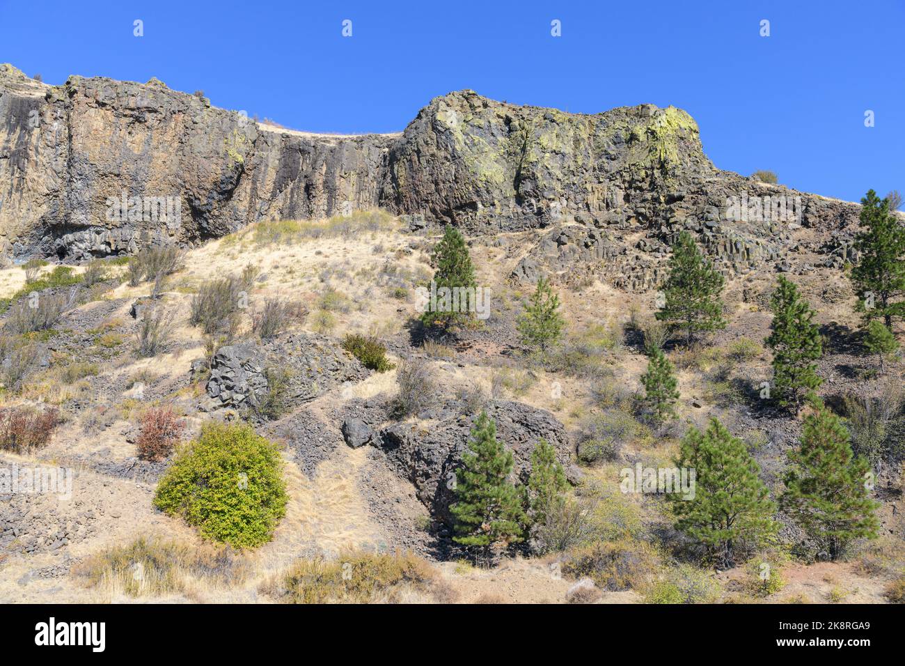 Hillside of trees dot basalt cliff face in Central Washington Stock ...