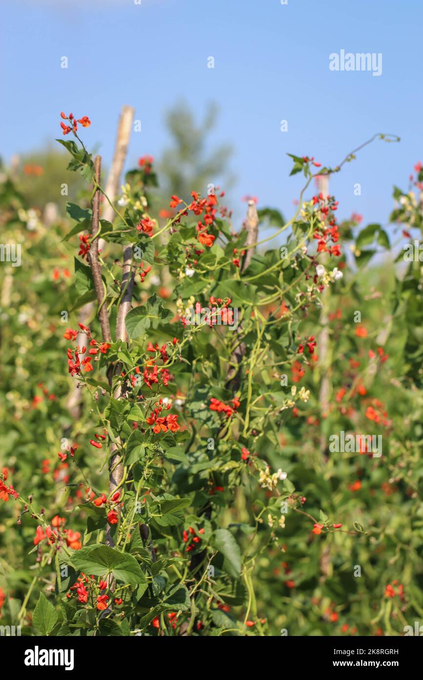 Red flowers of the scarlet runner bean (latin name: Phaseolus coccineus ...