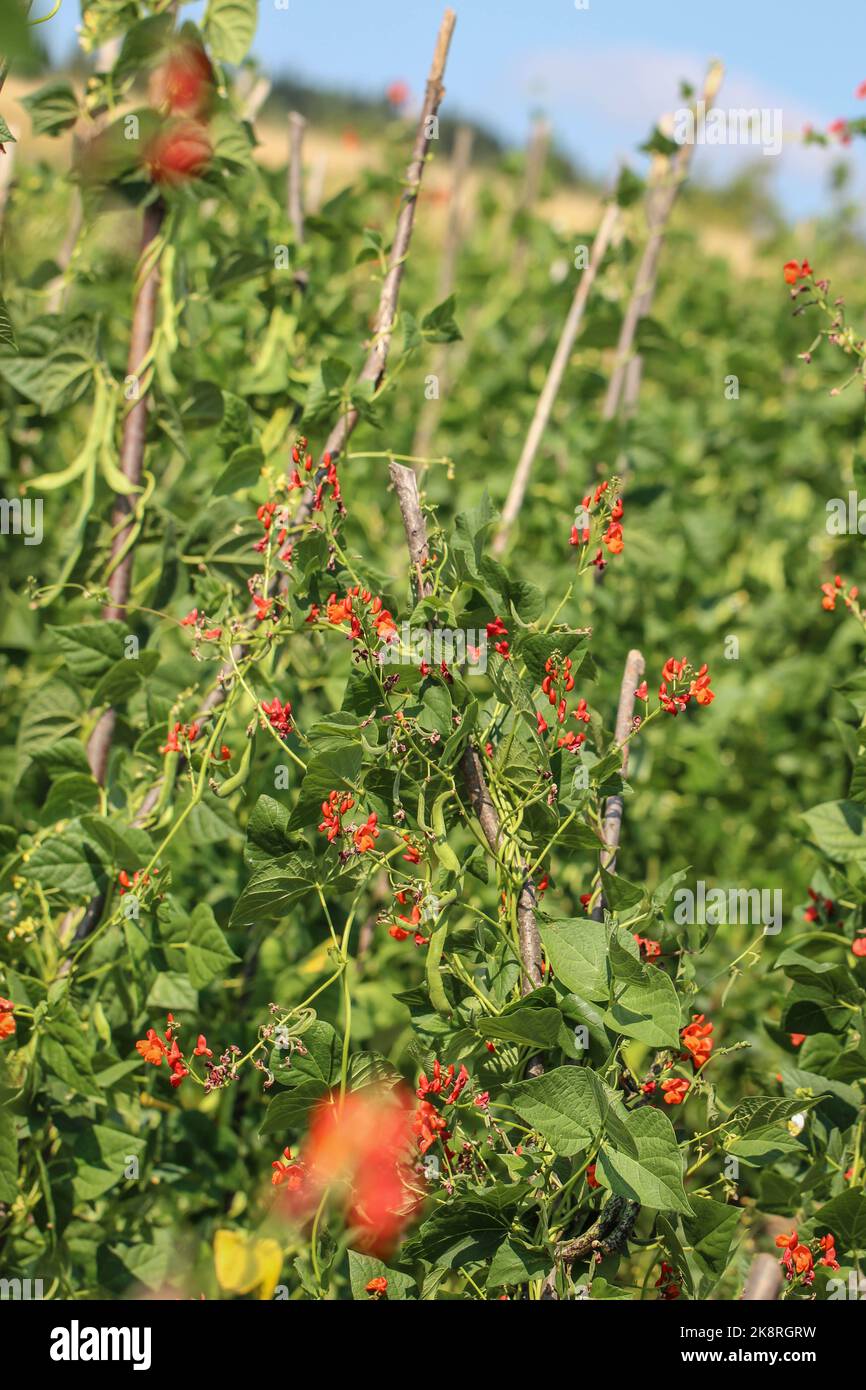 Red flowers of the scarlet runner bean (latin name: Phaseolus coccineus ...