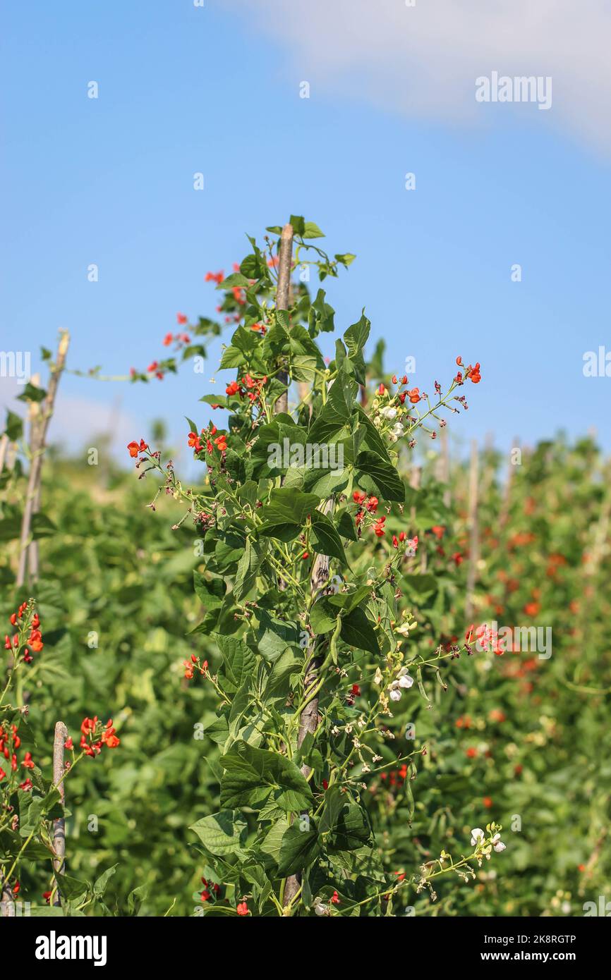 Red flowers of the scarlet runner bean (latin name: Phaseolus coccineus ...