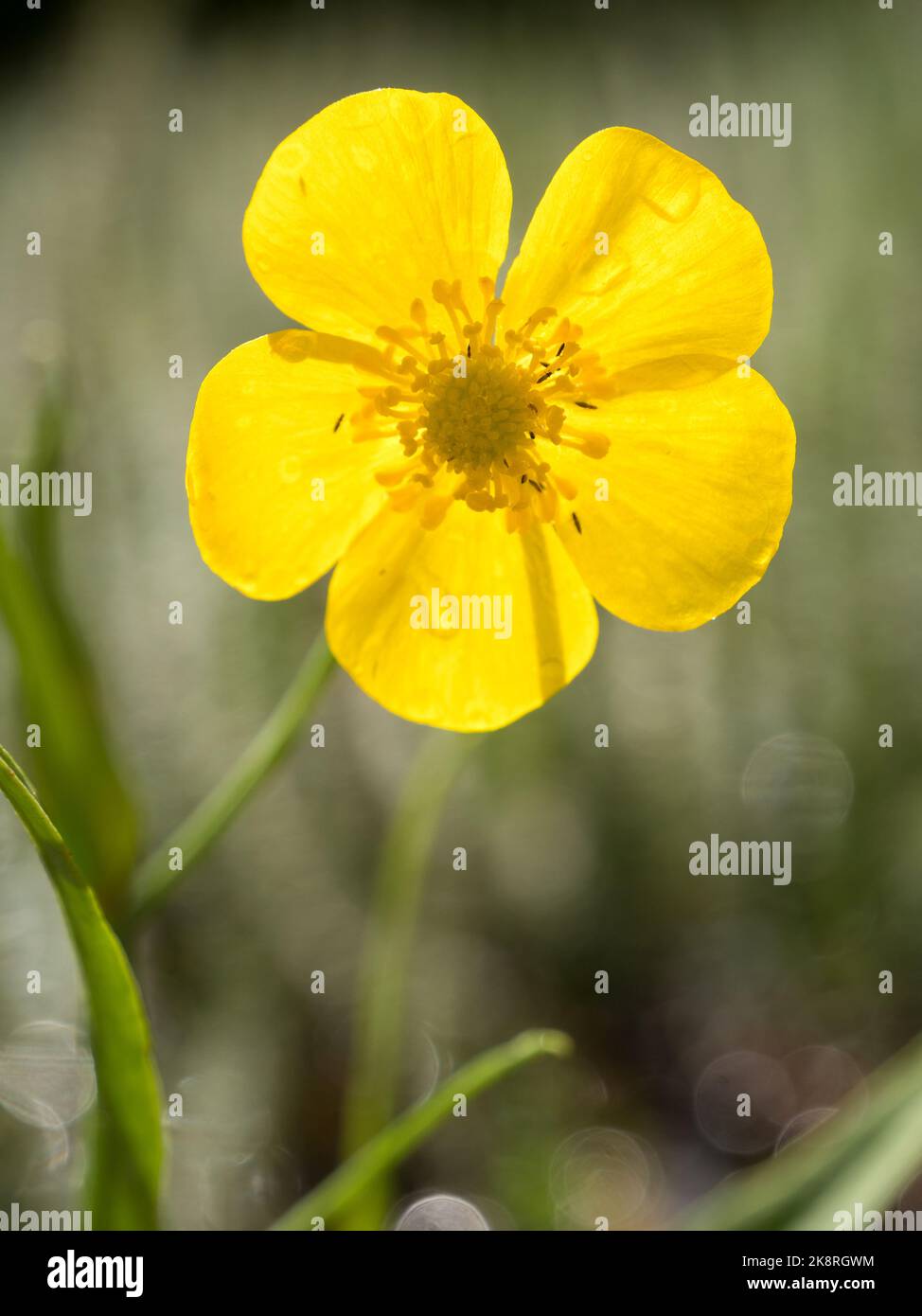Yellow Greater Spearwort flower Stock Photo - Alamy
