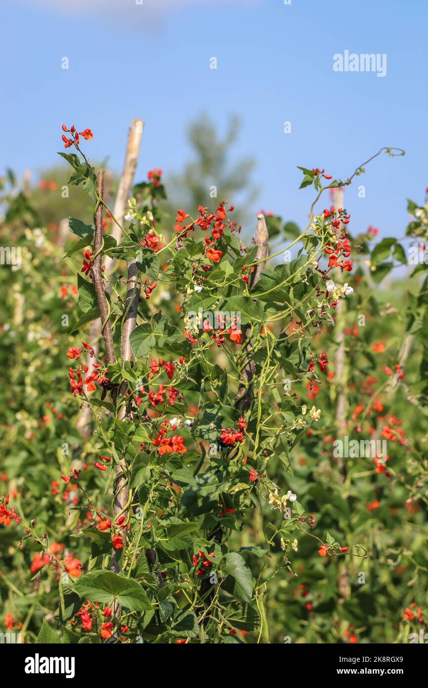 Red flowers of the scarlet runner bean (latin name: Phaseolus coccineus ...