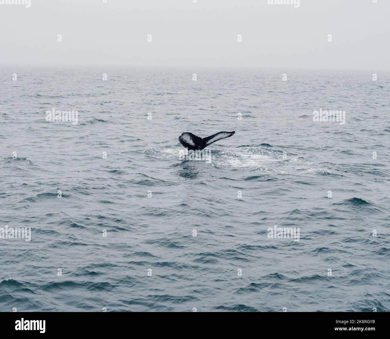 Orca wallpaper hi-res stock photography and images - Alamy