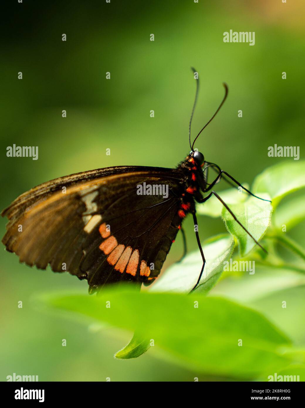 Black cardinal hi-res stock photography and images - Alamy