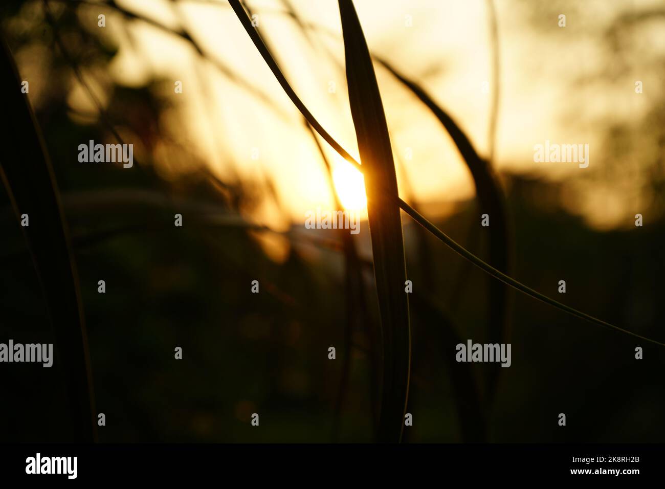 Grass of the garden shot through sunset flare Stock Photo - Alamy