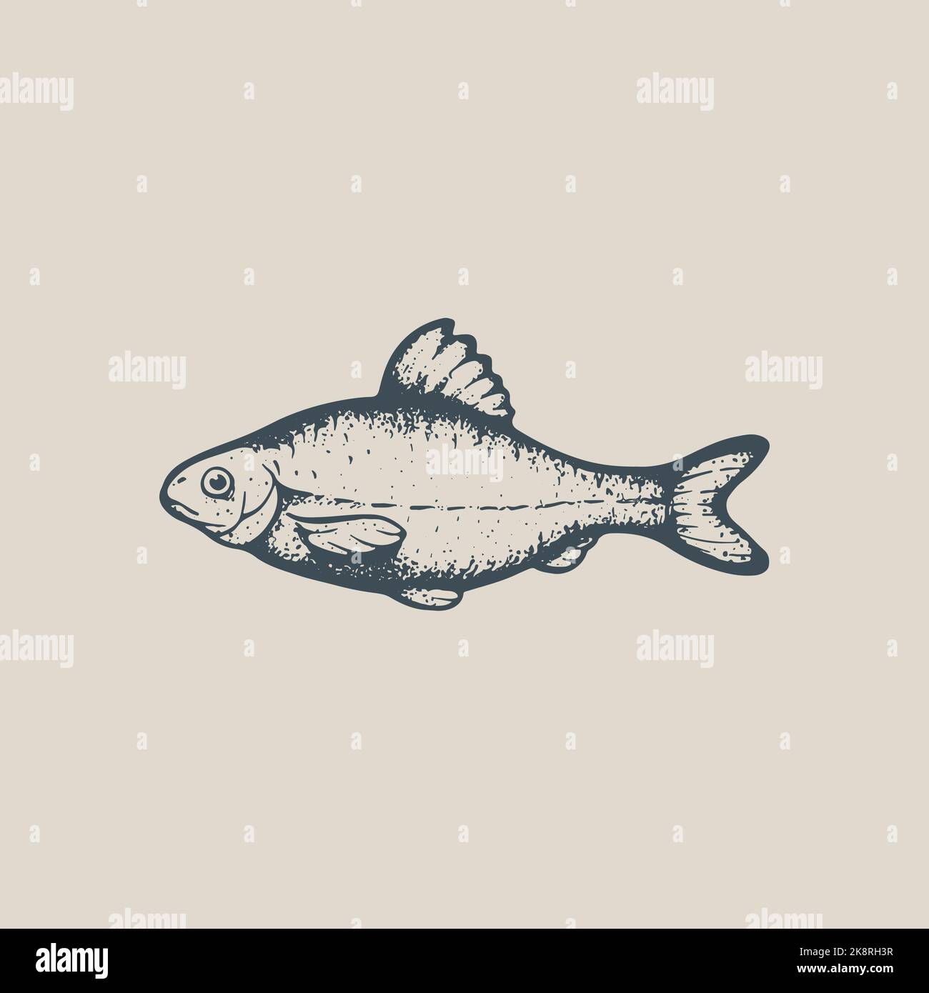 River fish vector vintage drawing. Vobla sketch Stock Vector Image ...