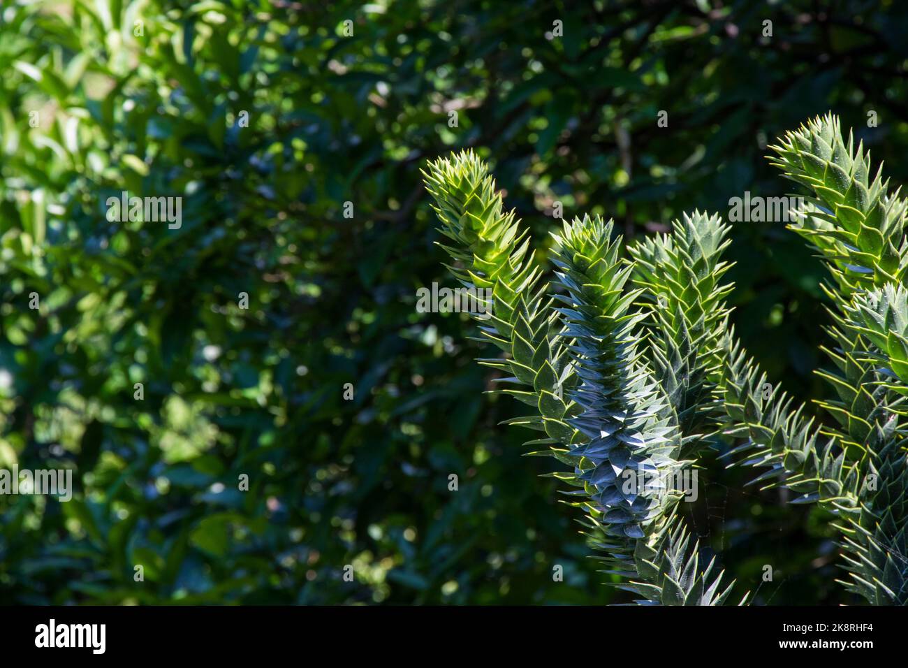 Araucaria araucana tree, pine evergreen in Batumi botanic garden Stock ...