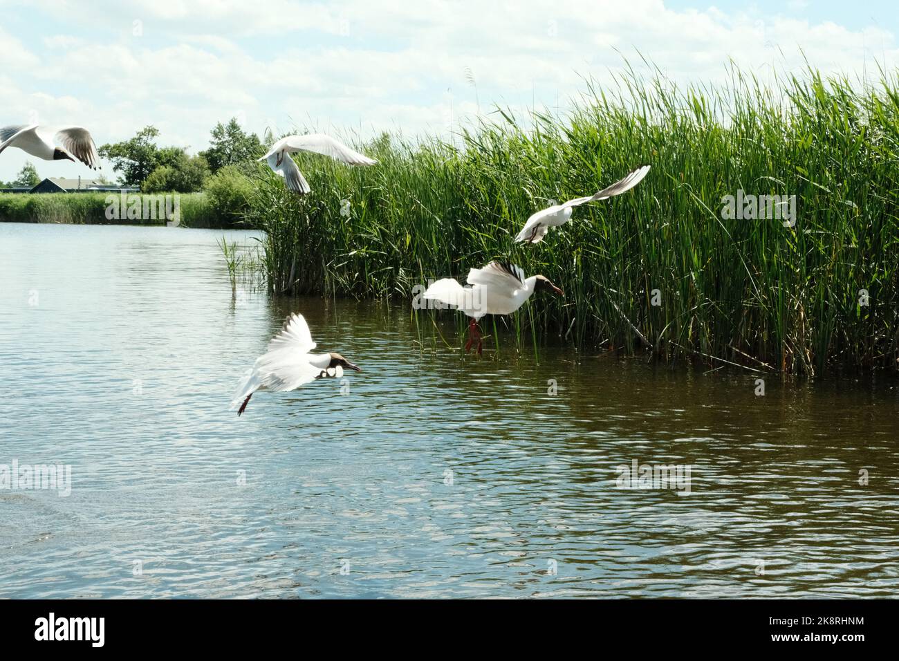 four great egrets flying over marsh, grass and trees on the background ...