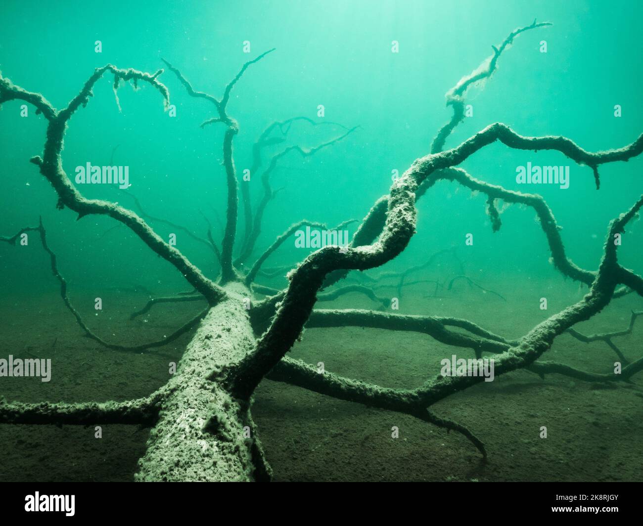 Curvy branches of sunken pine tree Stock Photo - Alamy