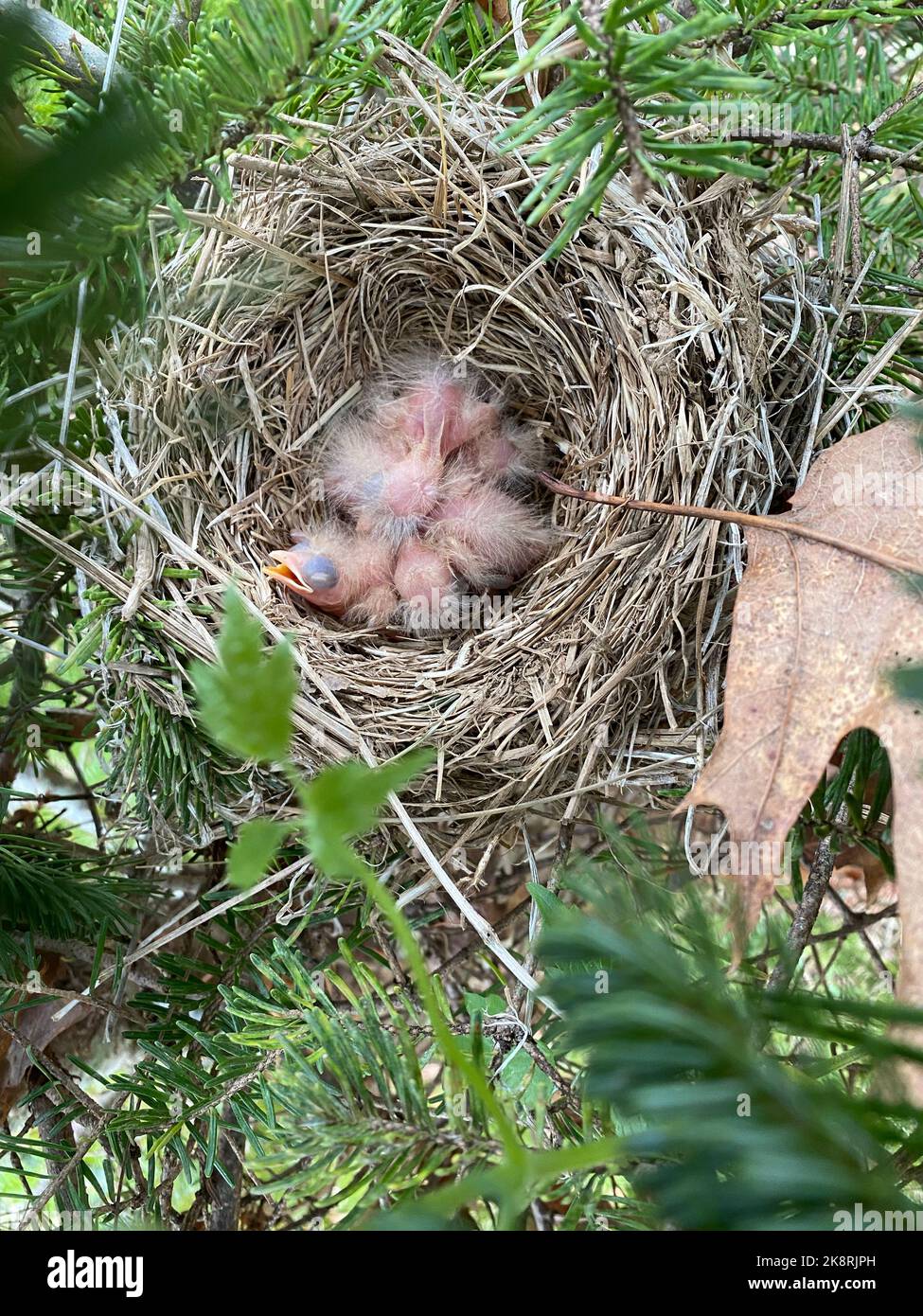 A top view of newly hatched birds lying in their nest Stock Photo - Alamy